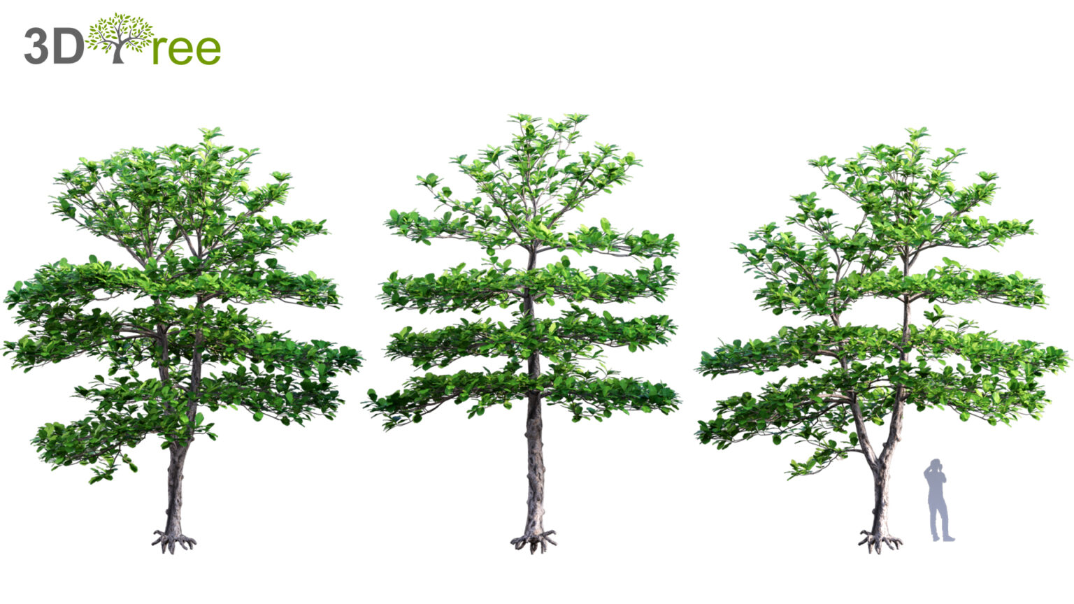 Terminalia catappa (3D model) - 3DTree