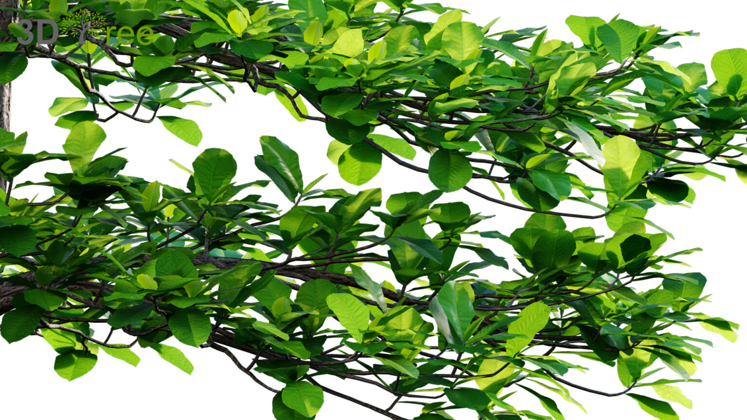 Terminalia catappa (3D model) - 3DTree