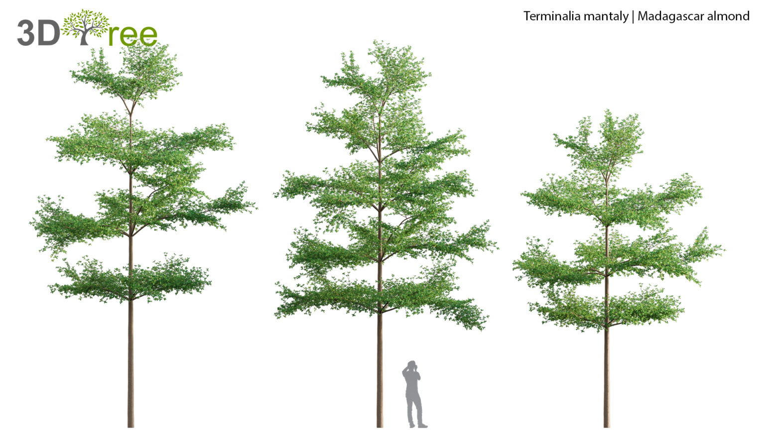 Terminalia mantaly (3D model) - 3DTree