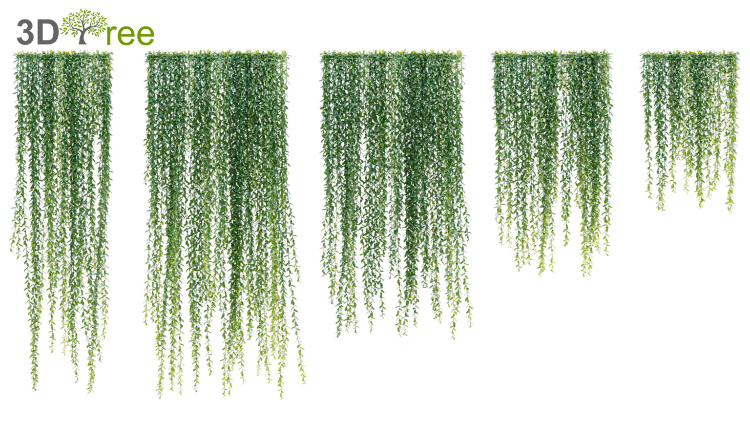 Curtain Creeper Creepers Climbers
