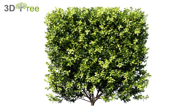 Duranta repens (3D model) - 3DTree