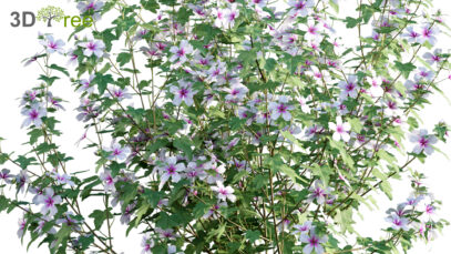Lavatera maritima - Mediterranean Tree Mallow (3D model) - 3DTree