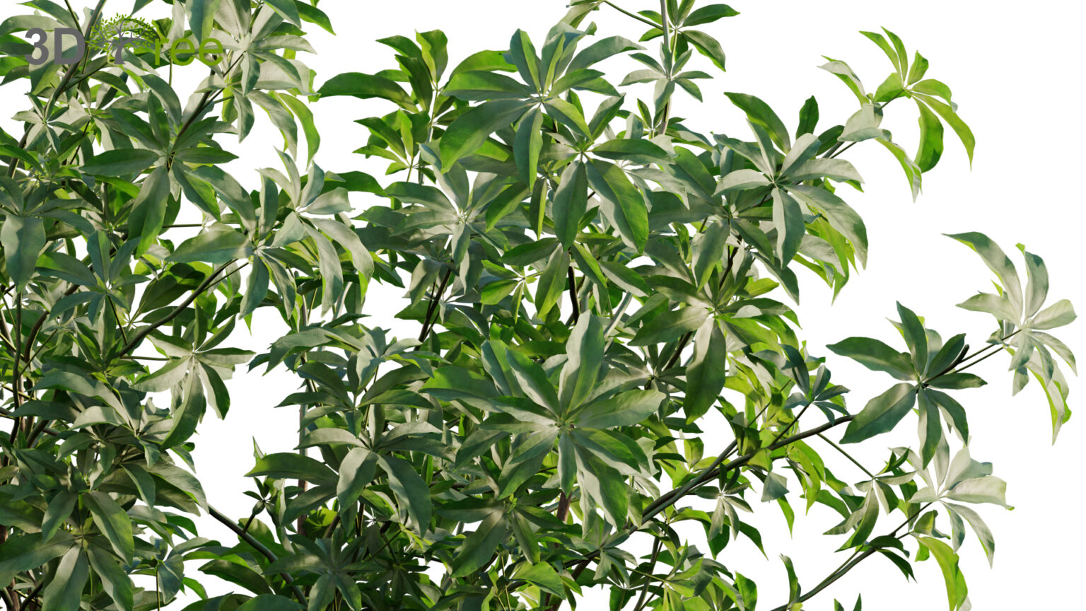Schefflera arboricola (3D model) - 3DTree