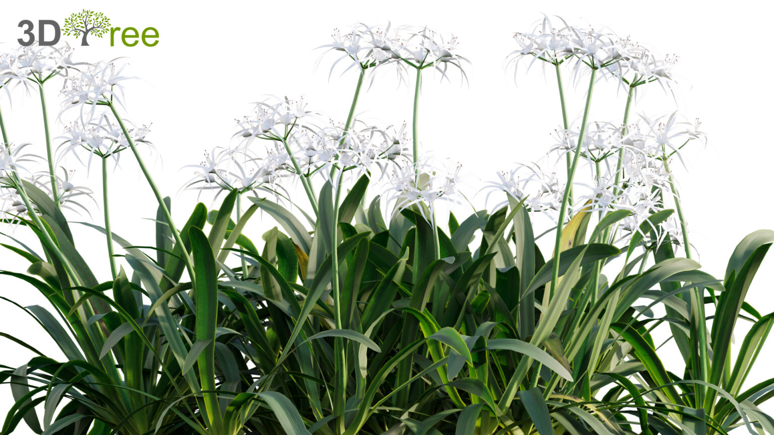 Spider lily (3D model) - 3DTree