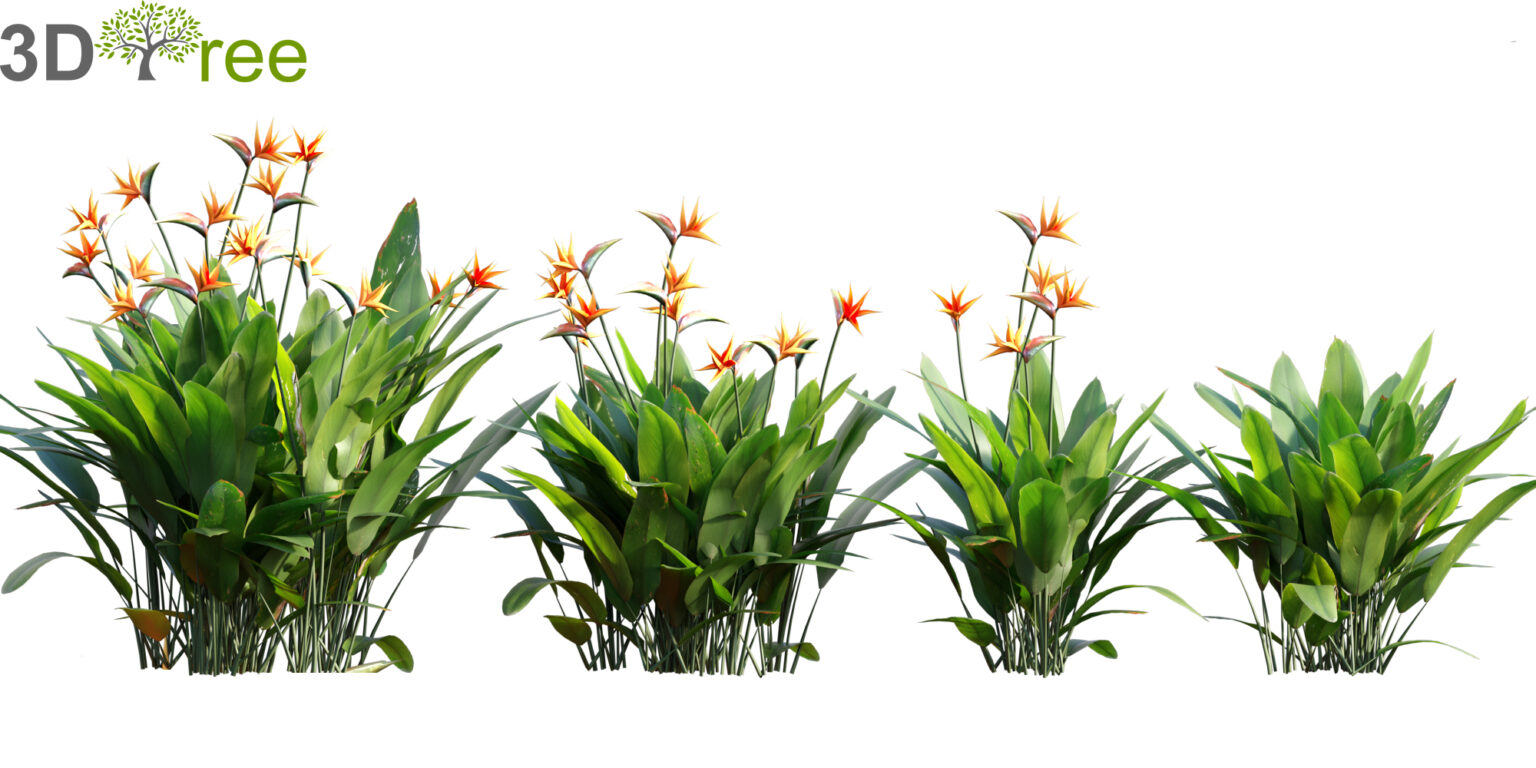 Strelitzia reginae (3D model) - 3DTree