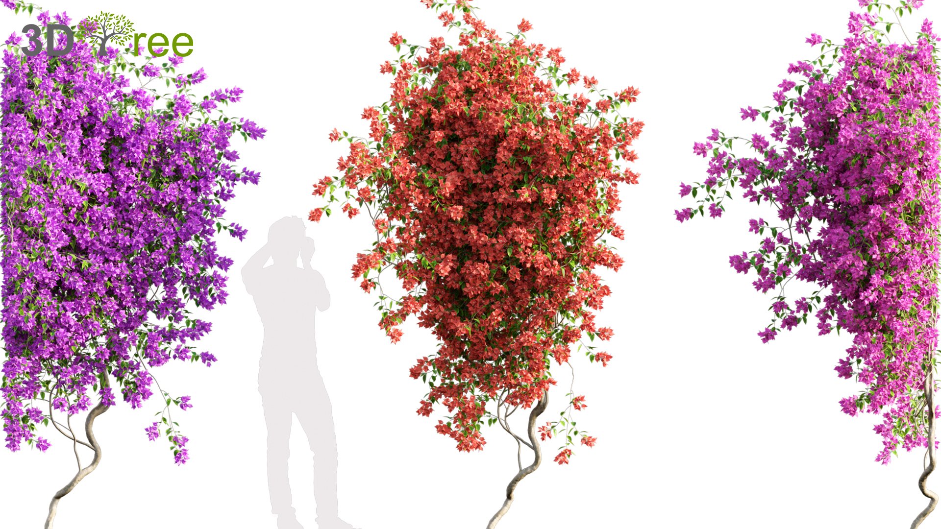 Bougainvillea - 03 (3D model) - 3DTree