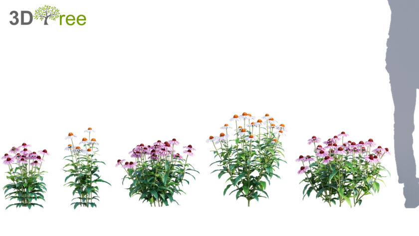 Collection 05 - Flower Garden (3D Model) - 3DTree