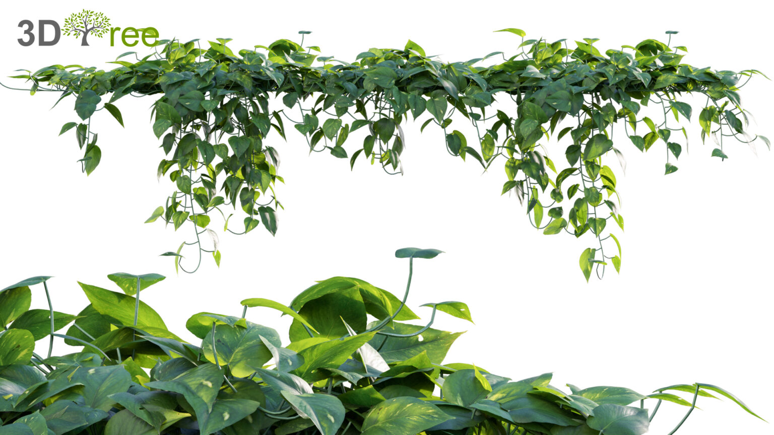 Epipremnum aureum - Money plant - 02 (3D model) - 3DTree