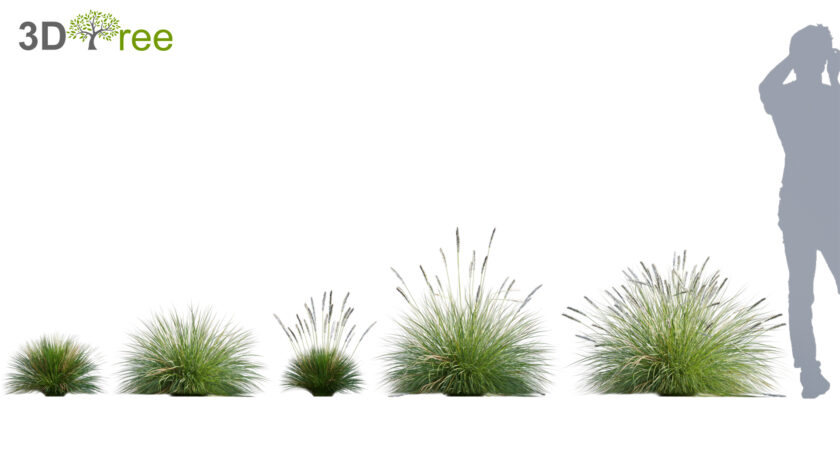 Sesleria autumnalis - Autumn moor grass (3D model) - 3DTree