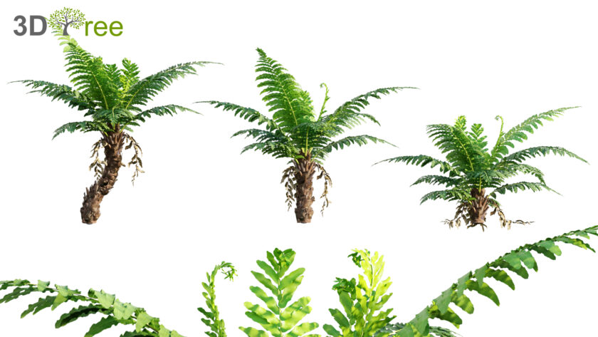 Collection 09 – Fern Garden (3D Model) - 3DTree