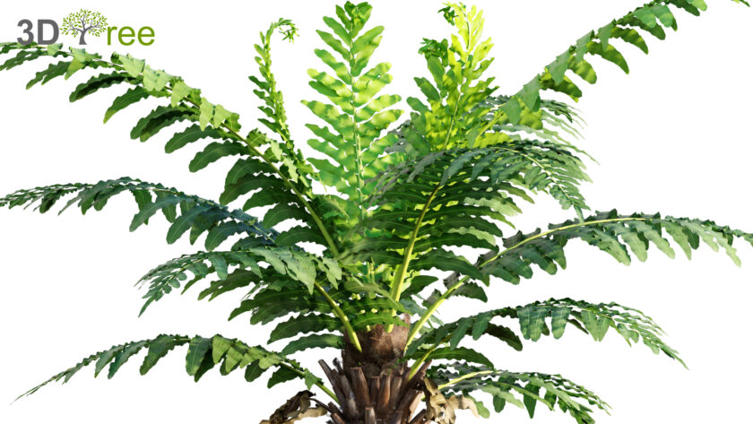 Silver Lady Fern - Blechnum gibbum - 02 (3D model) - 3DTree