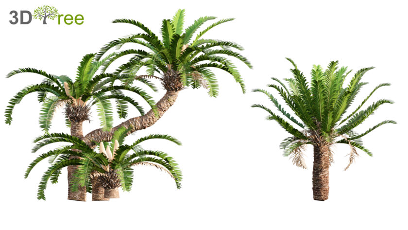 Collection 09 – Fern Garden (3D Model) - 3DTree