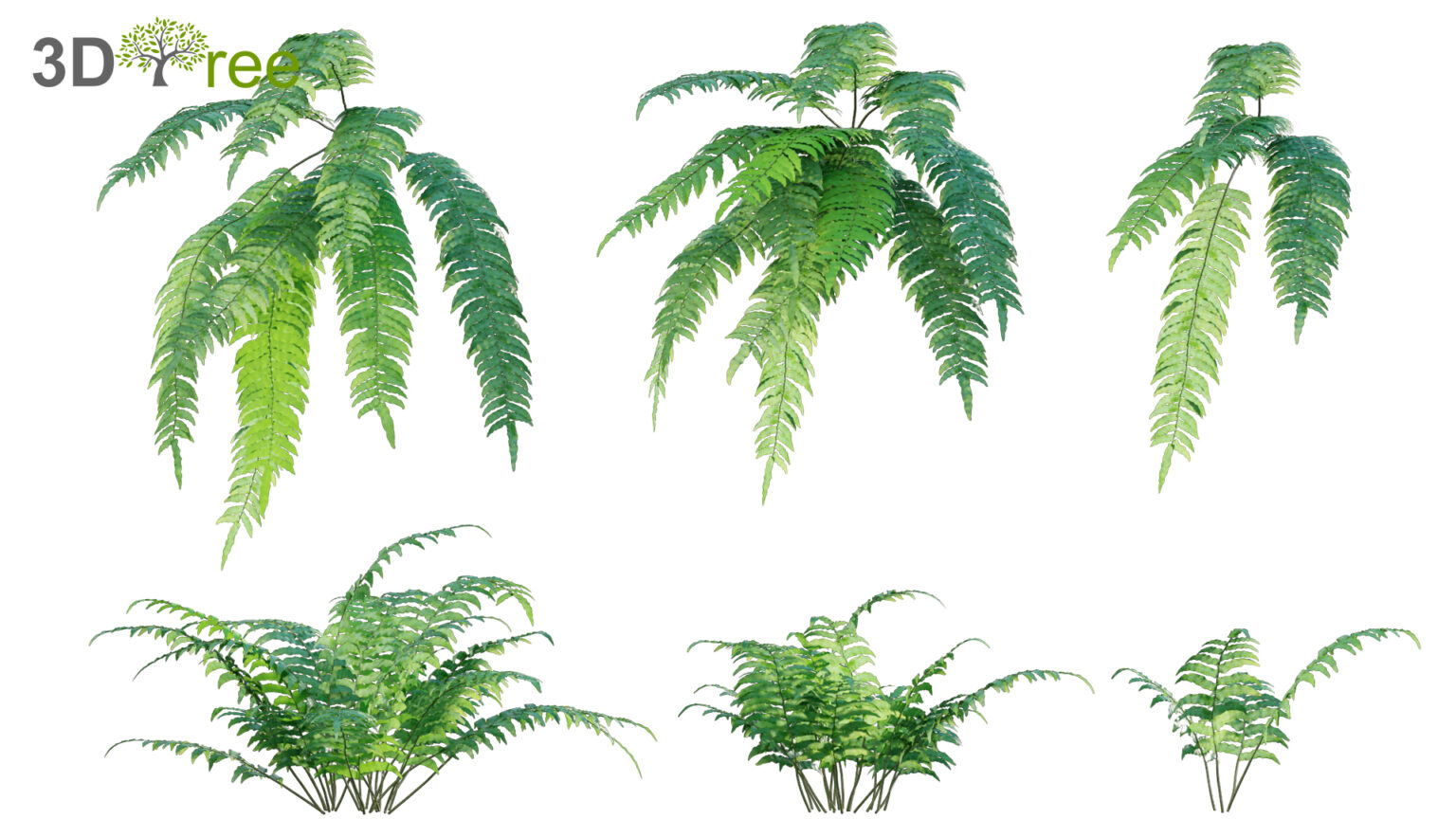Collection 09 – Fern Garden (3D Model) - 3DTree