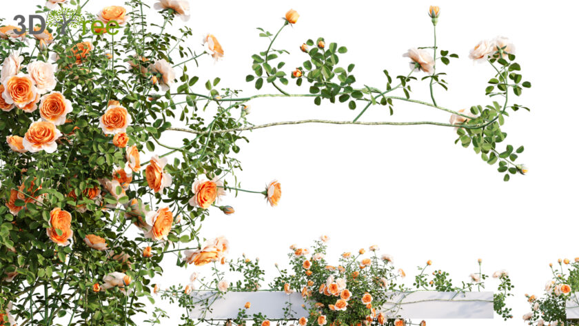 Royal Sunset Climbing Rose 02 (3D model) - 3DTree