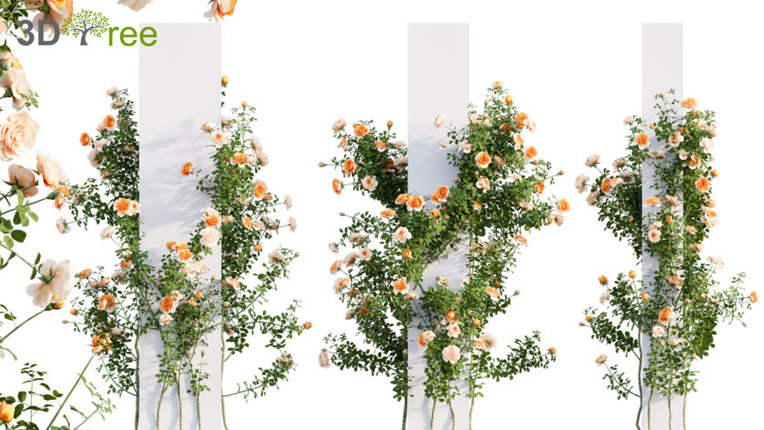 Royal Sunset Climbing Rose 03 (3D model) - 3DTree