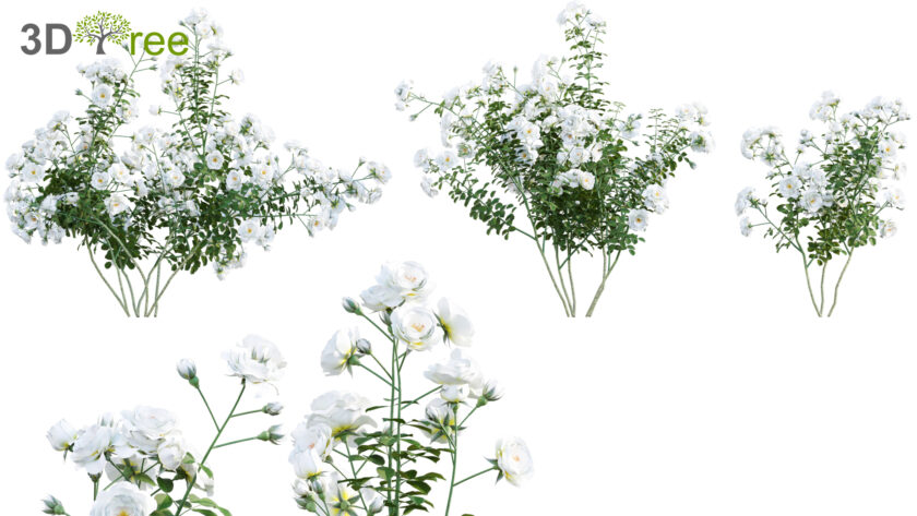 Collection 08 - Rose Garden (3D Model) - 3DTree