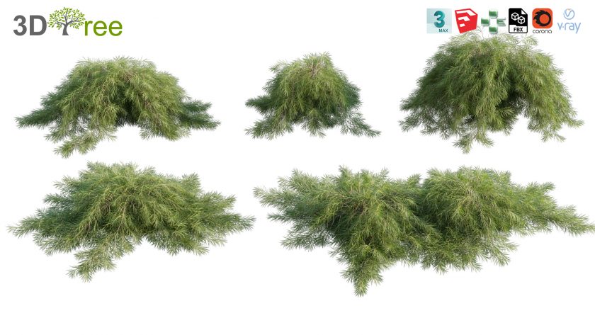 Collection 11 - Ground cover - Vines and Creepers (3D Model) - 3DTree