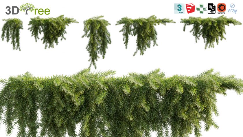Collection 11 - Ground cover - Vines and Creepers (3D Model) - 3DTree