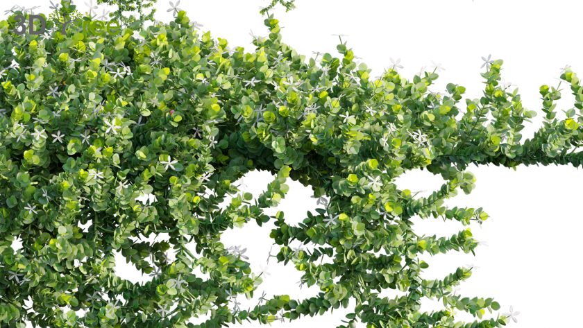 Carissa macrocarpa - Tuttle Dwarf Natal Plum - 02 (3D model) - 3DTree