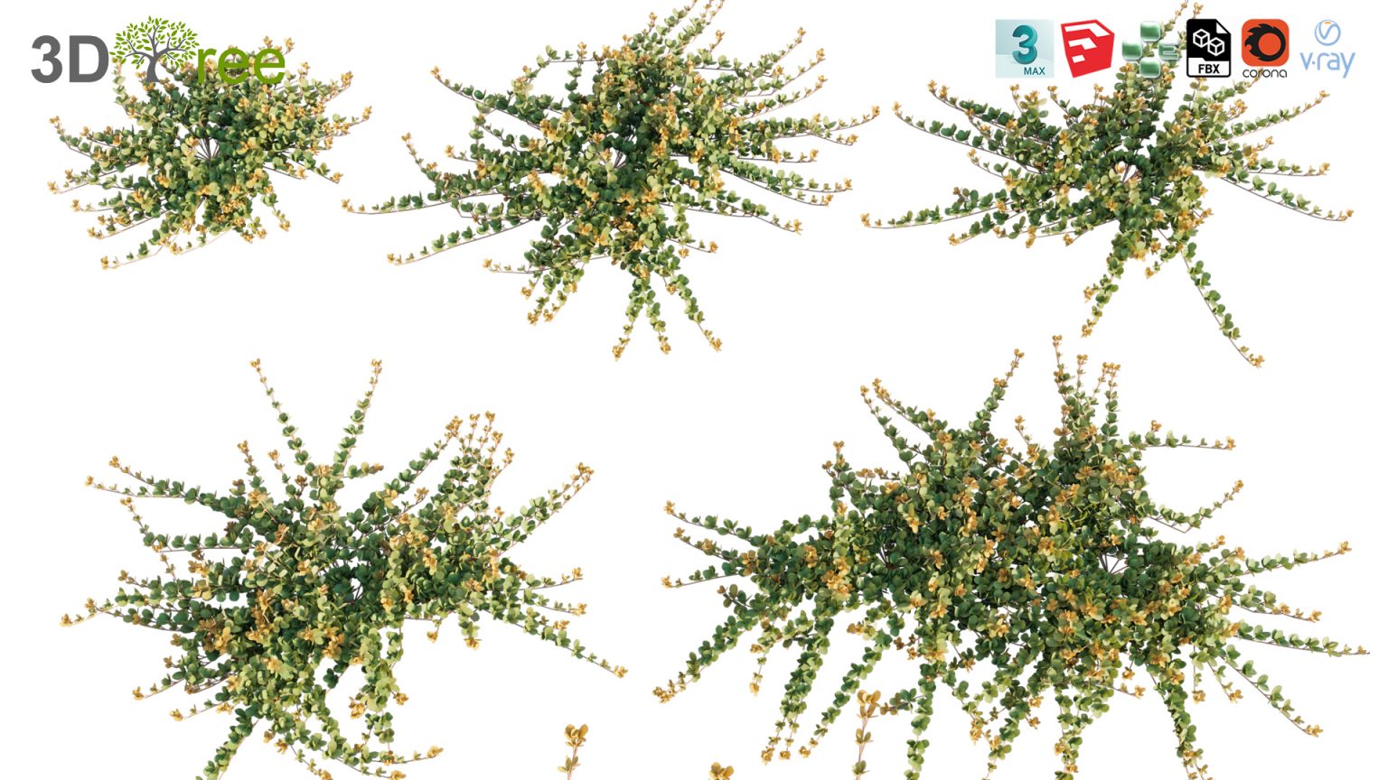 Collection 11 - Ground cover - Vines and Creepers (3D Model) - 3DTree