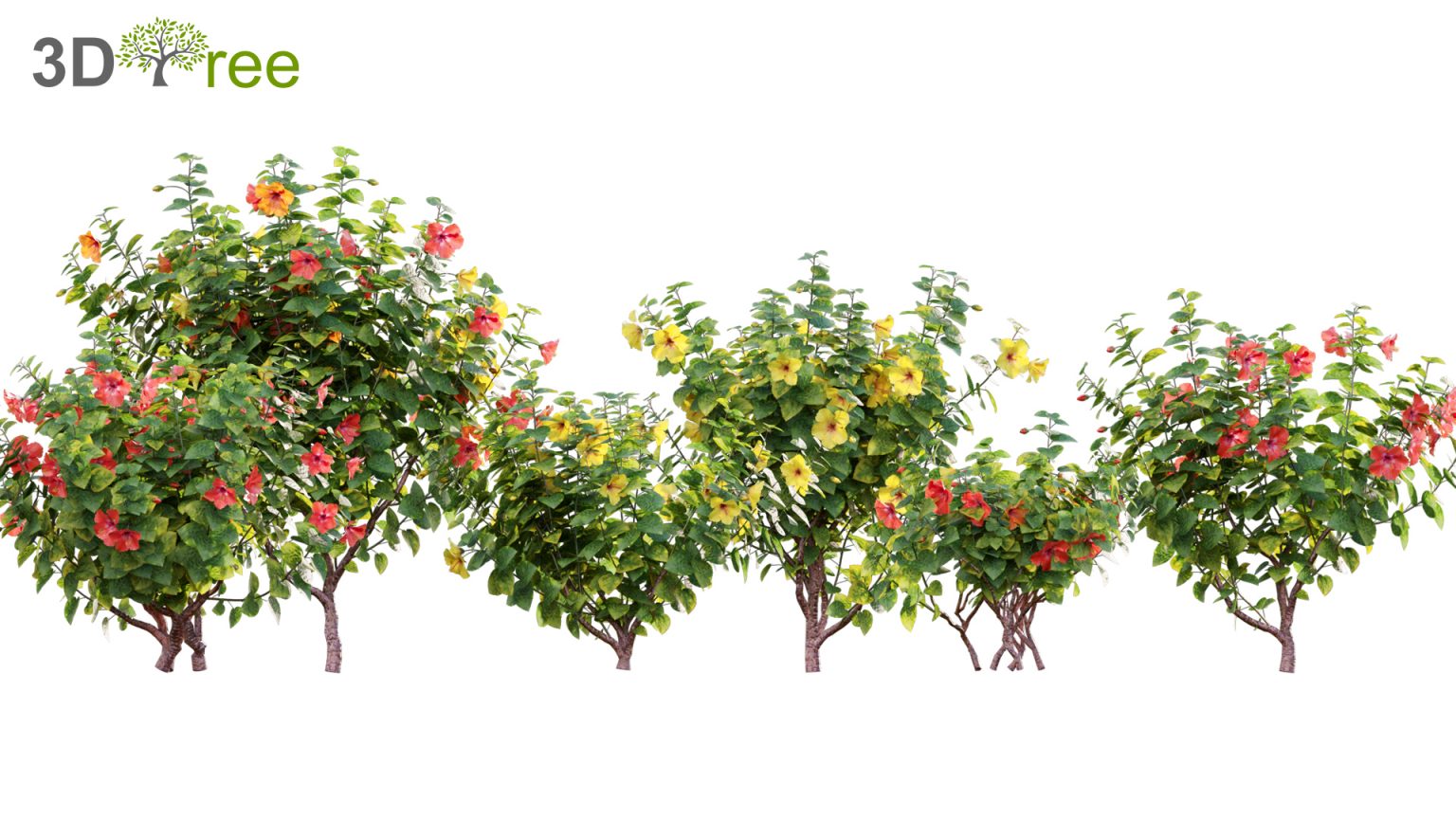 Chinese hibiscus - Hibiscus rosa-sinensis (3D model) - 3DTree