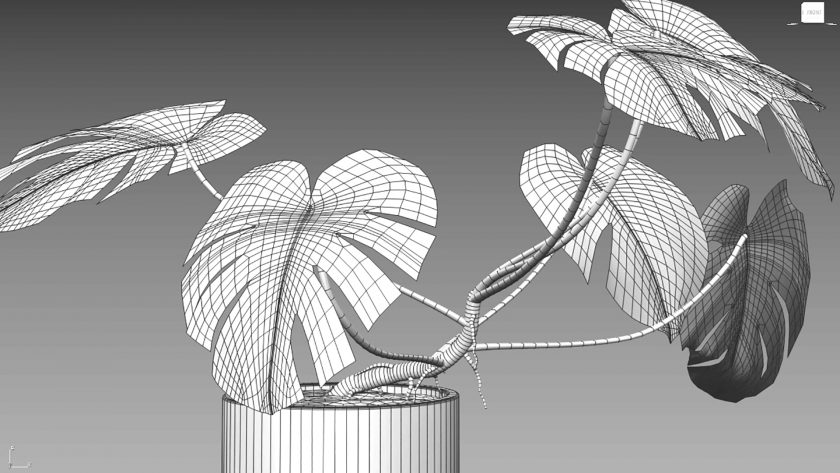 Monstera deliciosa 3D model - 3DTree