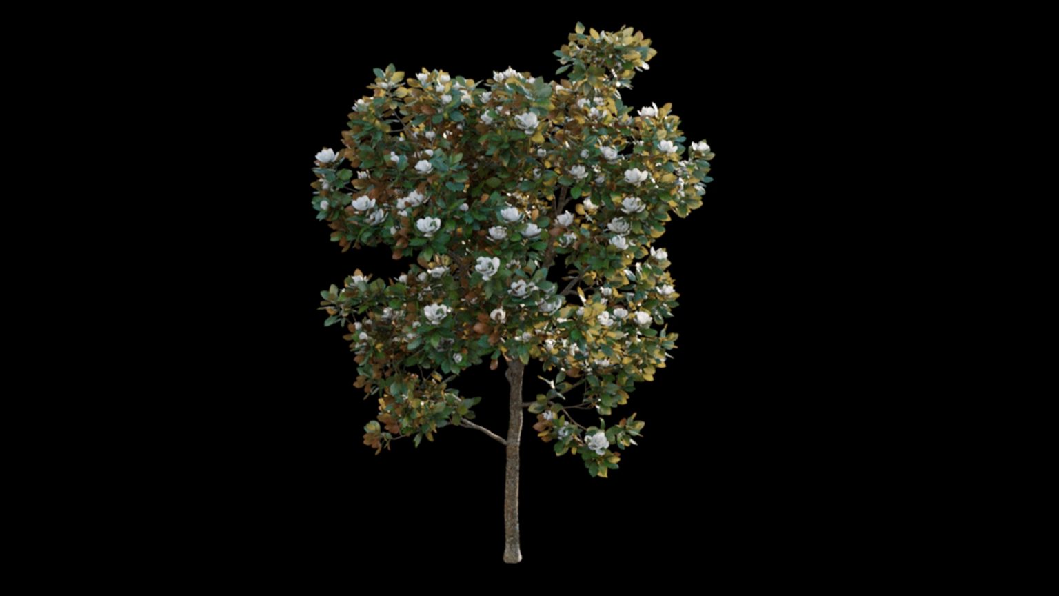 Magnolia grandiflora (3D model) - 3DTree