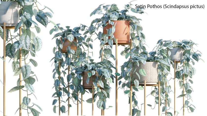 Collection 15 - Interior Plants (3D model) - 3DTree