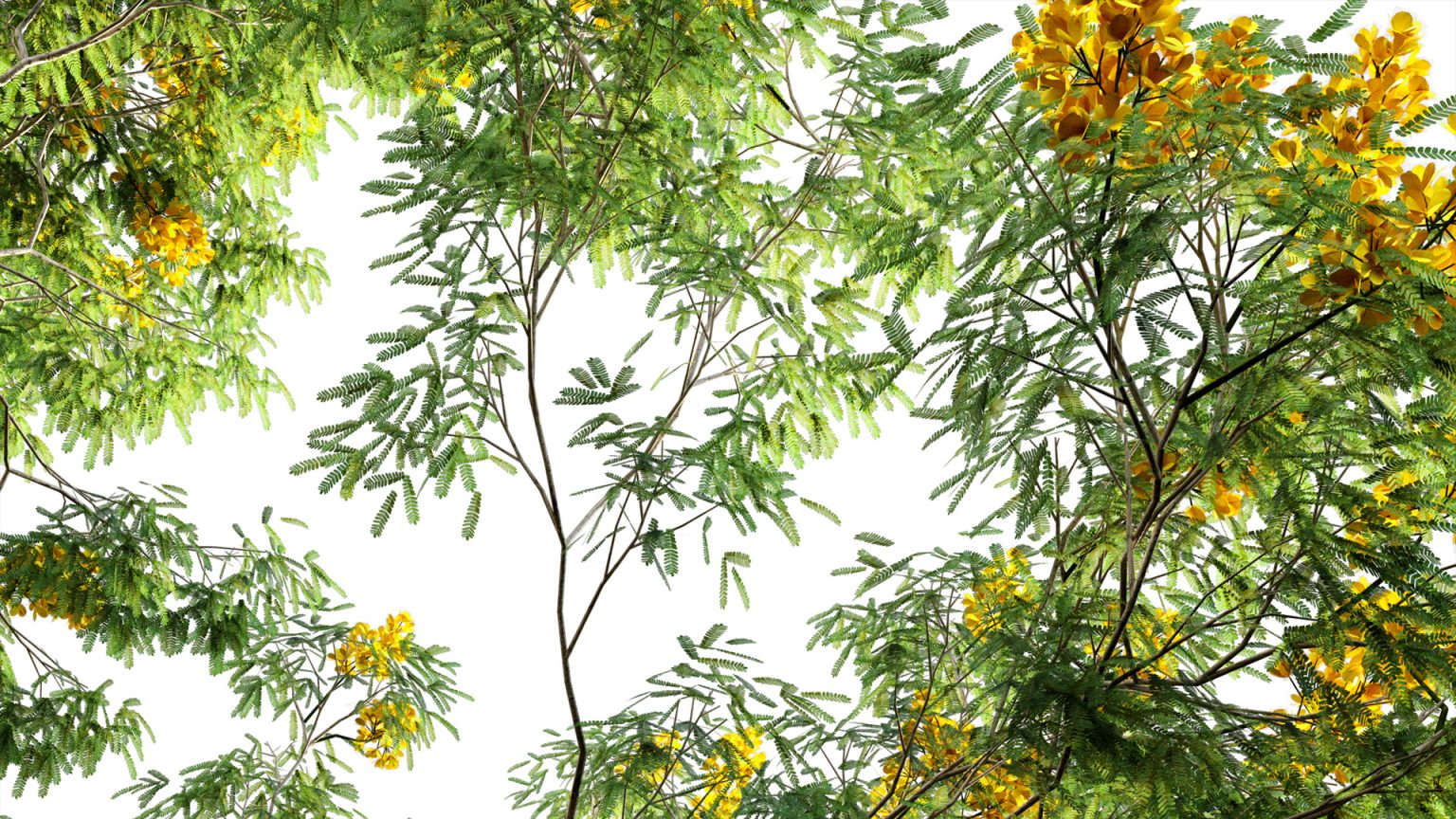 Cassia splendida - Golden Wonder Senna (3D Model) - 3DTree