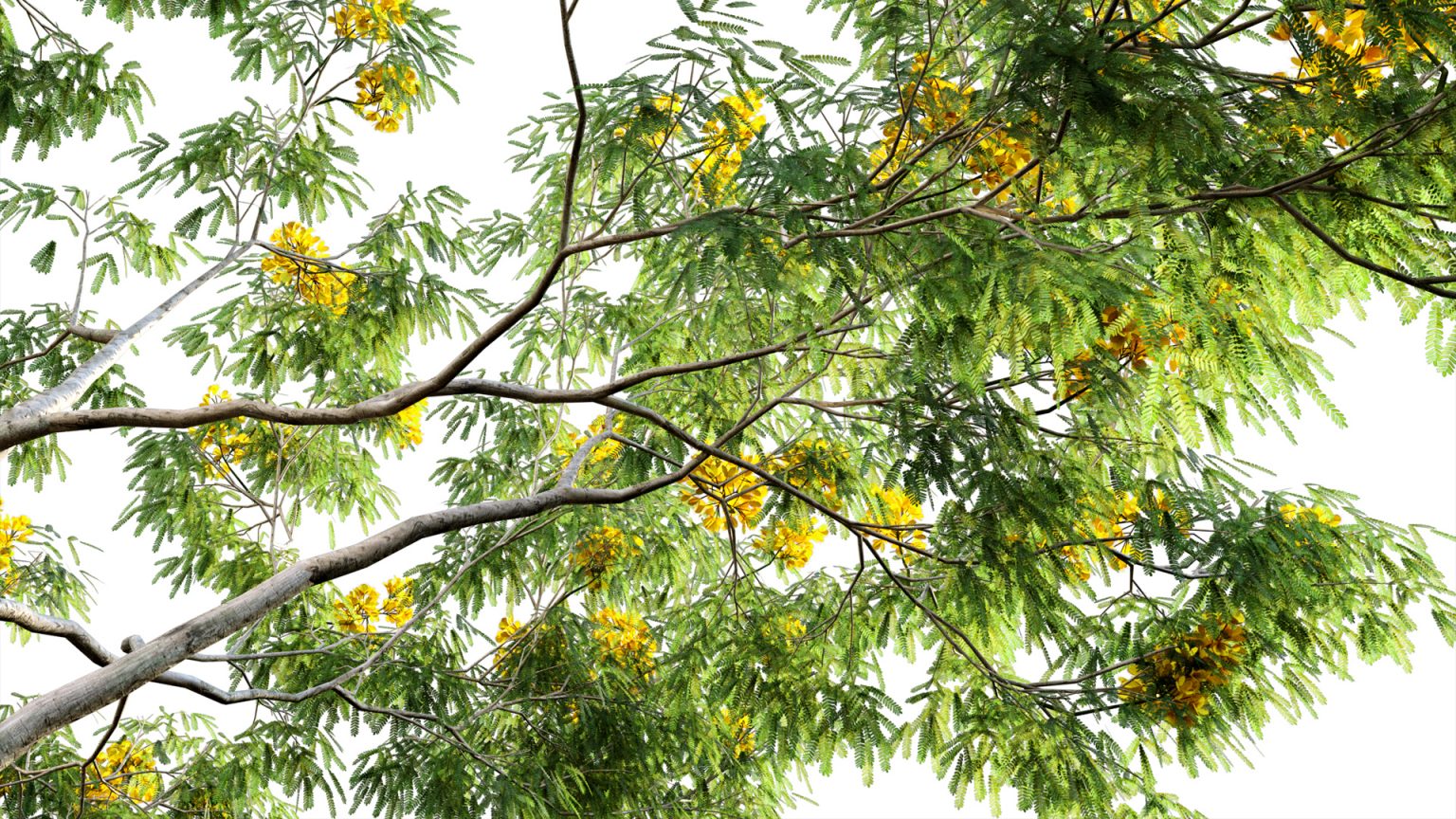 Cassia splendida - Golden Wonder Senna (3D Model) - 3DTree