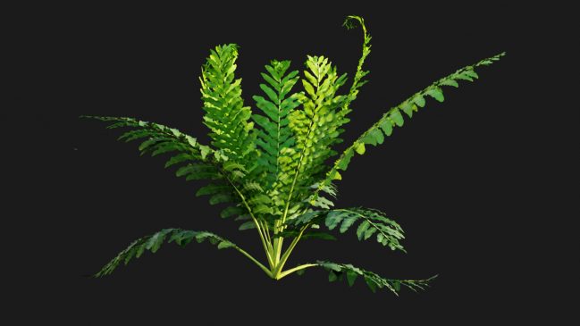 Silver Lady Fern – Blechnum gibbum (3D model) - 3DTree