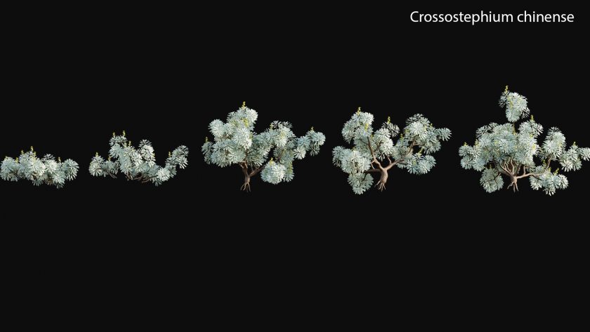 Crossostephium chinense - graphalium spp (3D model) - 3DTree