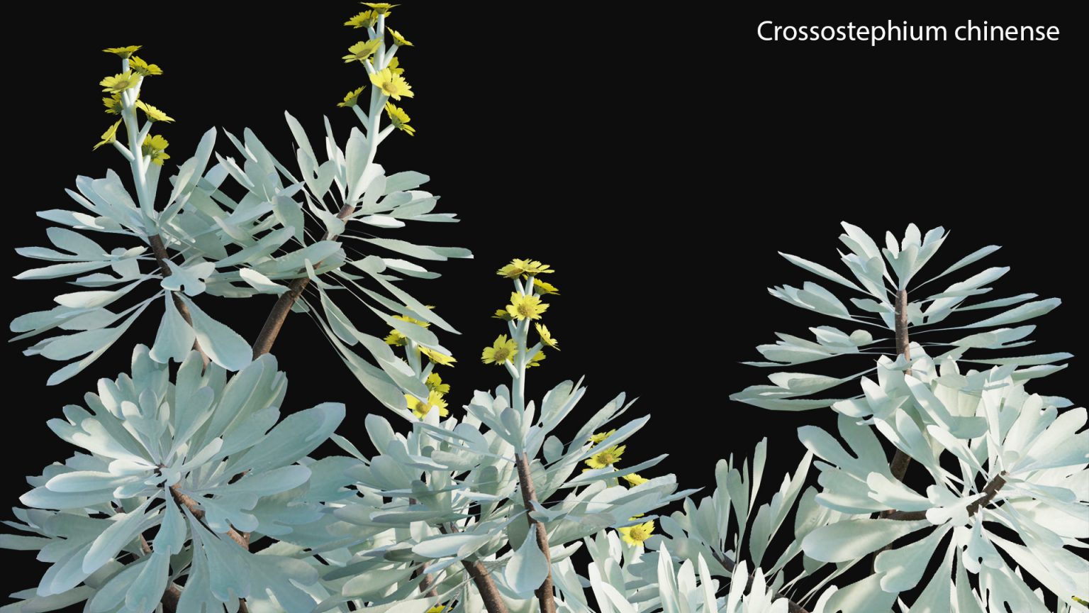 Crossostephium chinense - graphalium spp (3D model) - 3DTree