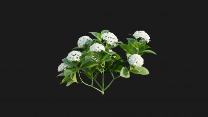 Hydrangea (3D model) - 3DTree