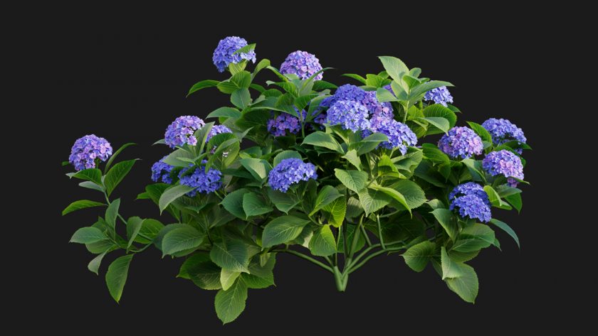 Hydrangea (3D model) - 3DTree