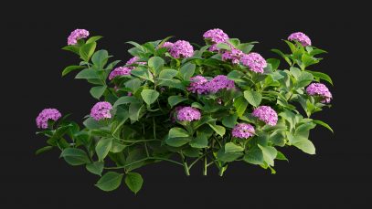 Hydrangea (3D model) - 3DTree
