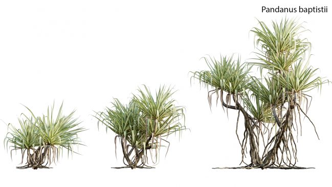 Pandanus baptistii - Variegated Dwarf Pandanus (3D model) - 3DTree