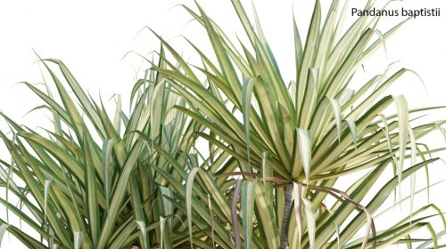 Pandanus baptistii - Variegated Dwarf Pandanus (3D model) - 3DTree