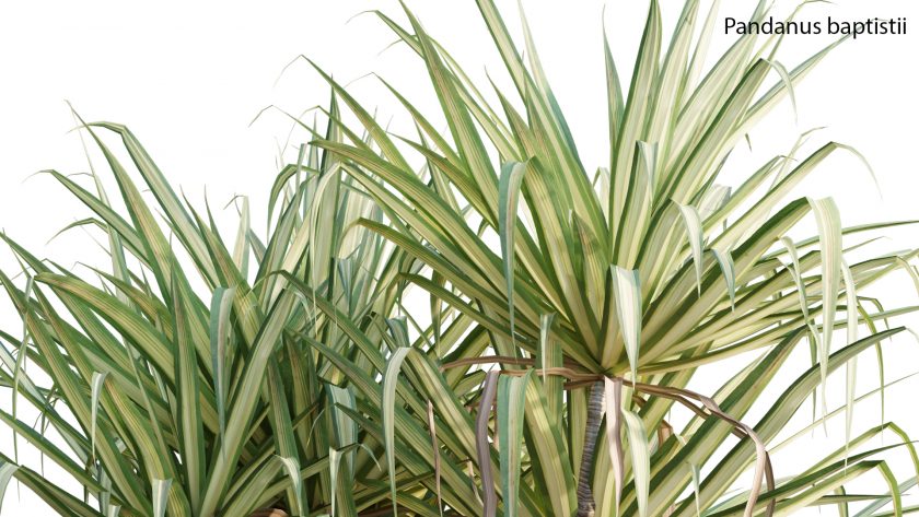 Pandanus baptistii - Variegated Dwarf Pandanus (3D model) - 3DTree