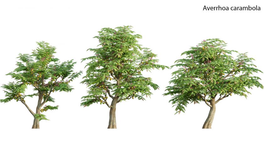 Averrhoa carambola - Starfruit tree 01 (3D Model) - 3DTree