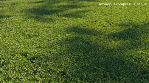 Axonopus compressus 3D model - 3DTree