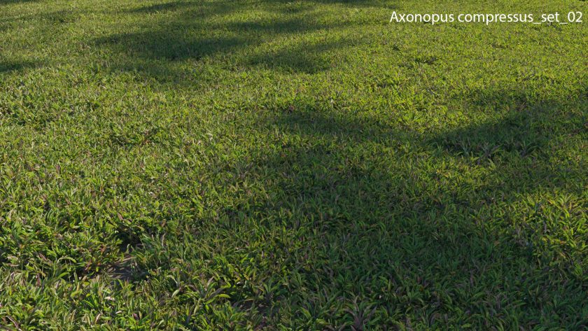 Axonopus compressus 3D model - 3DTree