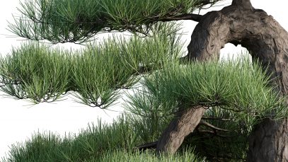 Pine bonsai 3D model - 3DTree