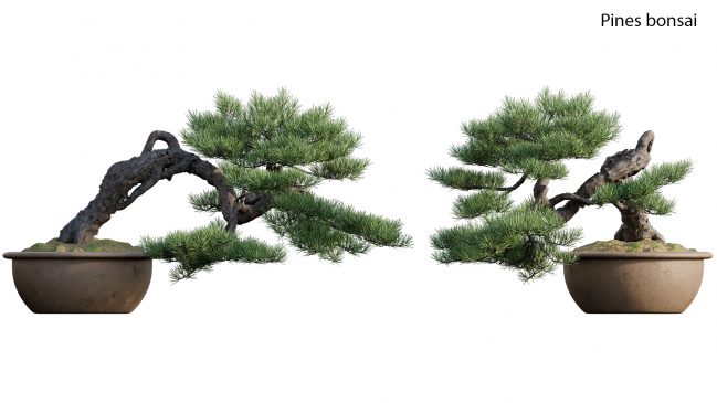 Pine bonsai 3D model - 3DTree