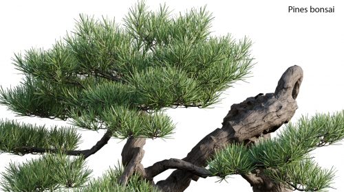 Pine bonsai 3D model - 3DTree