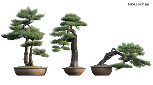 Pine bonsai 3D model - 3DTree