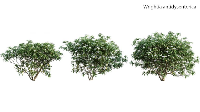 Collection 19 - Japanese garden (3D Model) - 3DTree