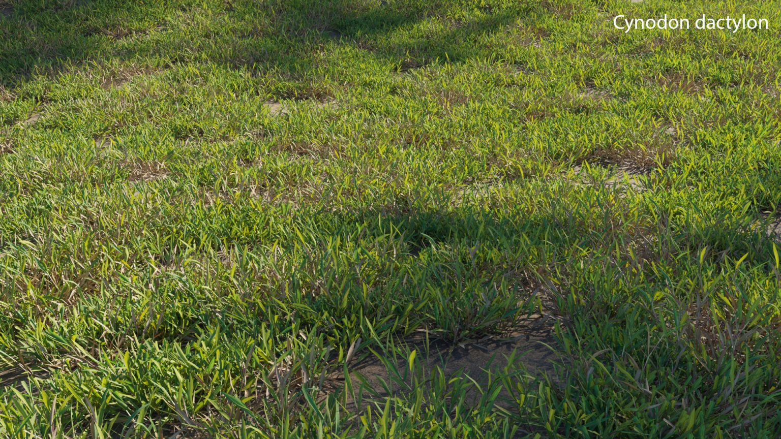 Cynodon dactylon - cut 01 3D model - 3DTree