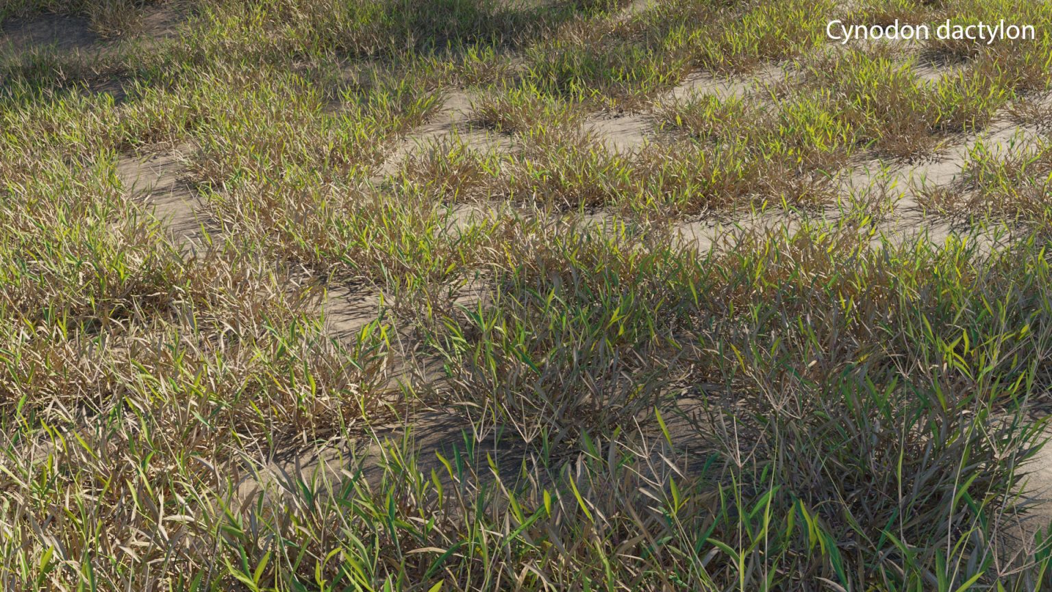Cynodon dactylon - dry 01 3D model - 3DTree