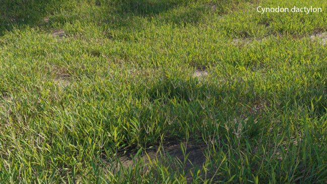Bermuda grass - set 01 3D model - 3DTree